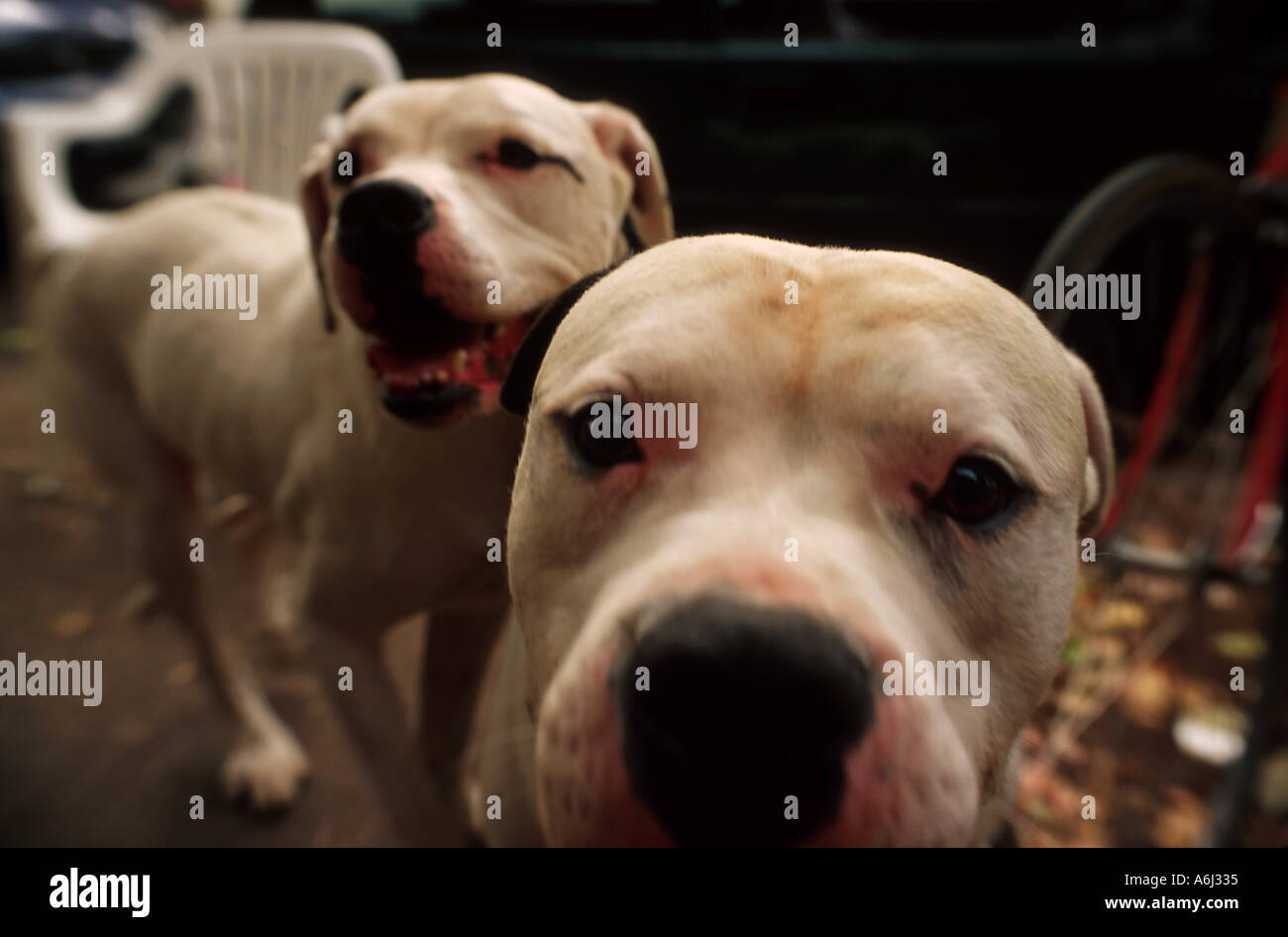 Pooches hi-res stock photography and images - Alamy