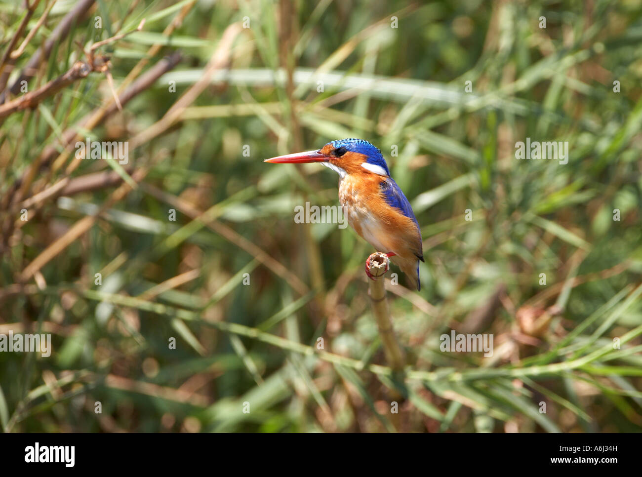 Malachite Kingfisher (Alcedo cristata Stock Photo - Alamy
