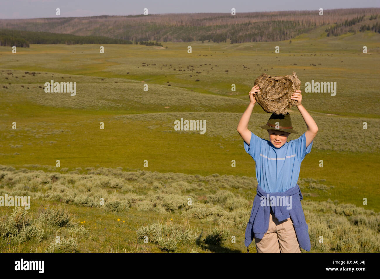 Boy holds bison dung chip overhead in the Hayden Valley with herd of ...
