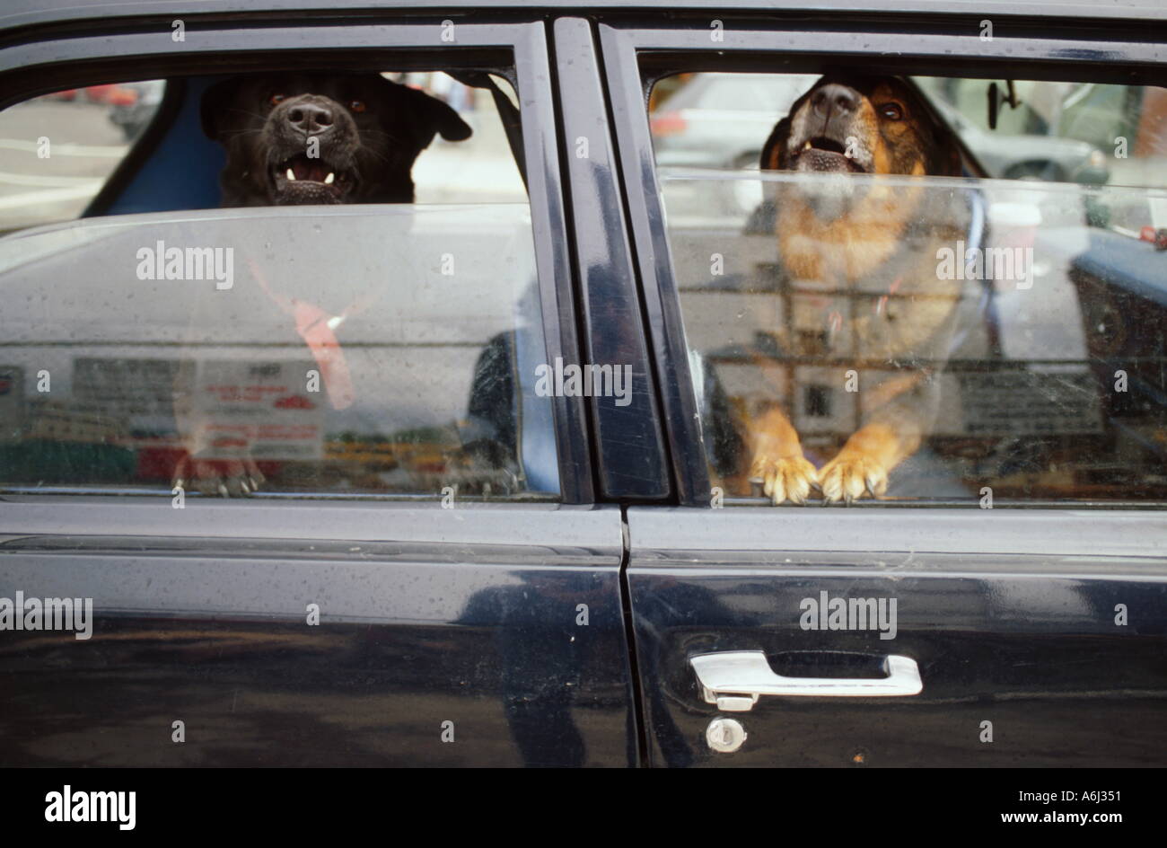 Dog barking car hi-res stock photography and images - Alamy