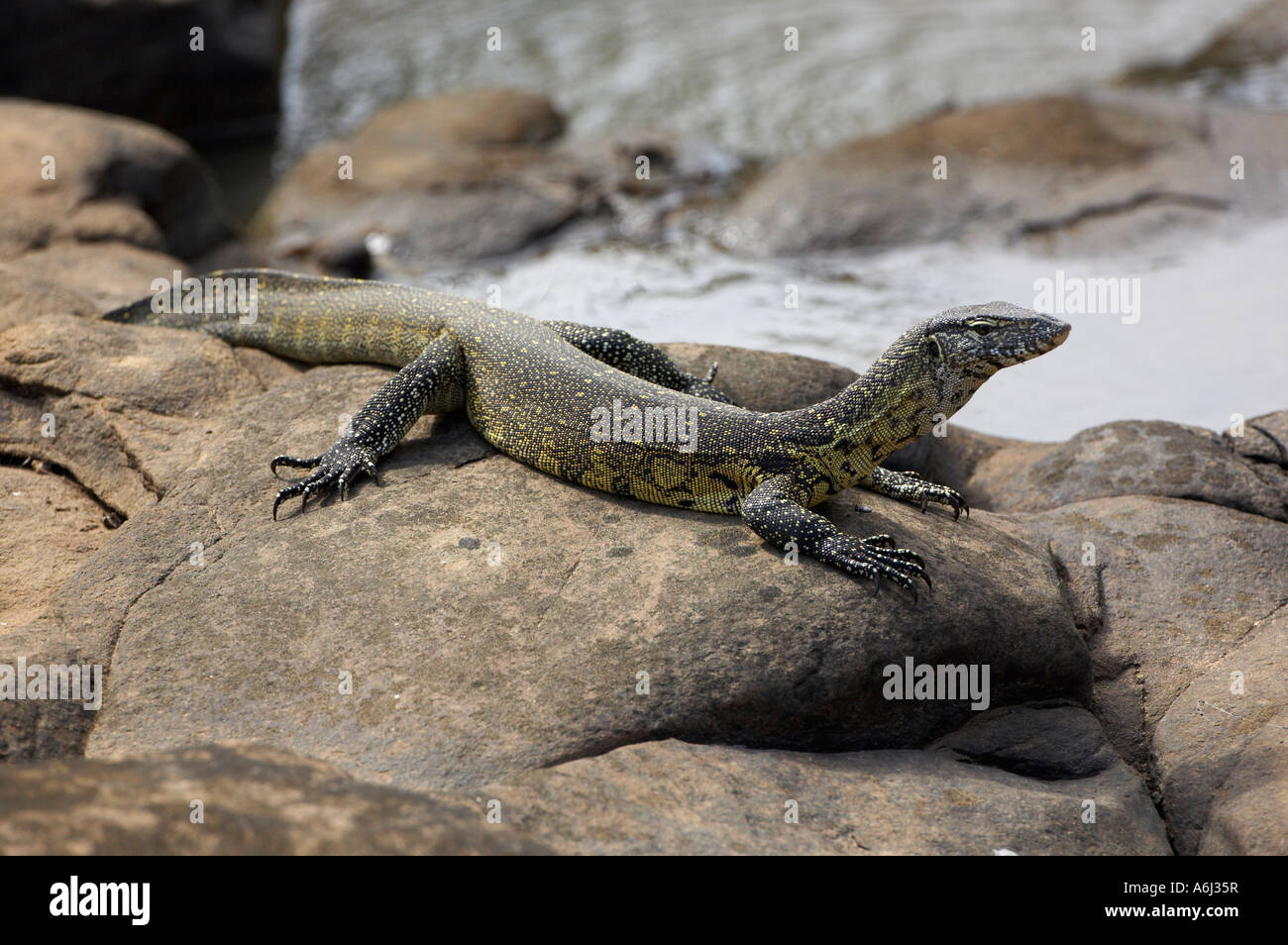 Nile monitor lizard hi-res stock photography and images - Alamy
