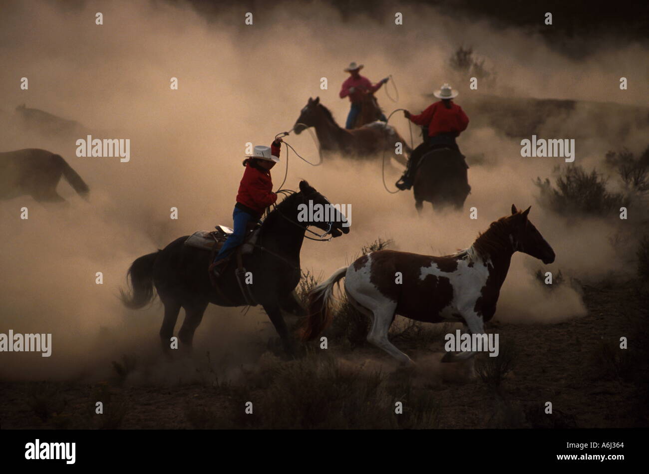 Cowboy Round Up Stock Photo - Alamy