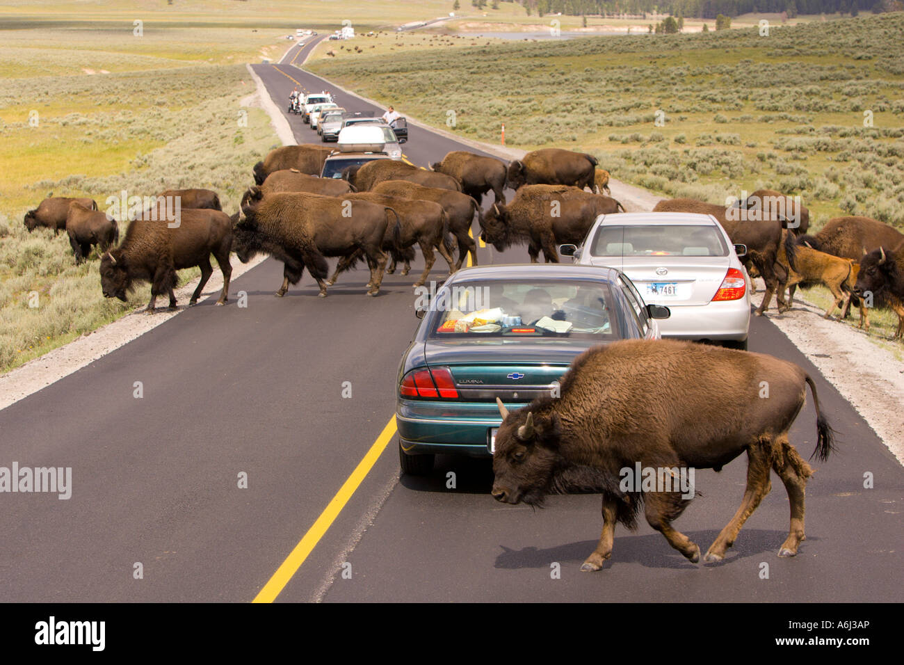 WYOMING USA Bison herd crosses the road and stops car traffic in ...