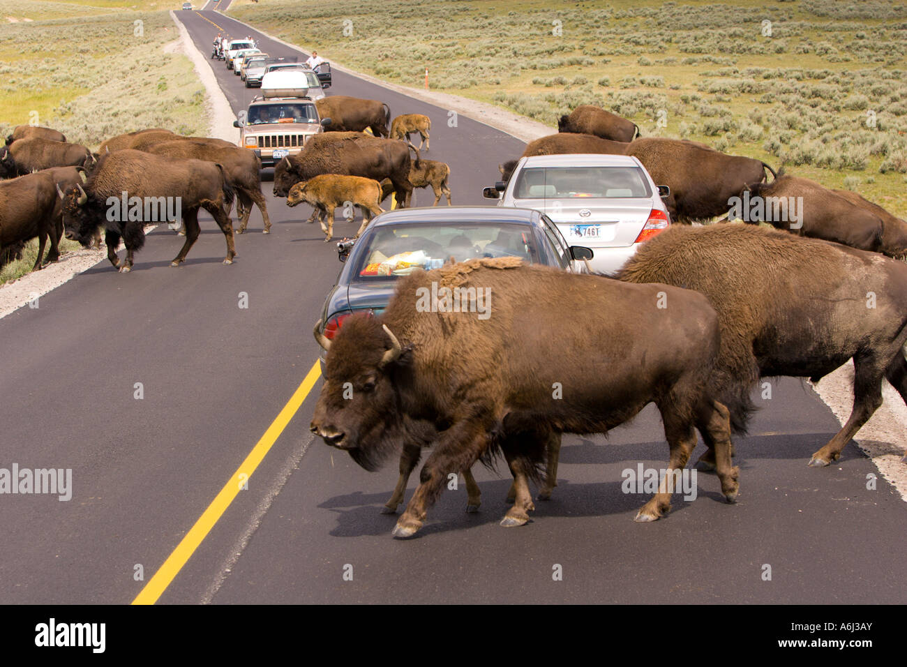 WYOMING USA Bison herd crosses the road and stops car traffic in ...