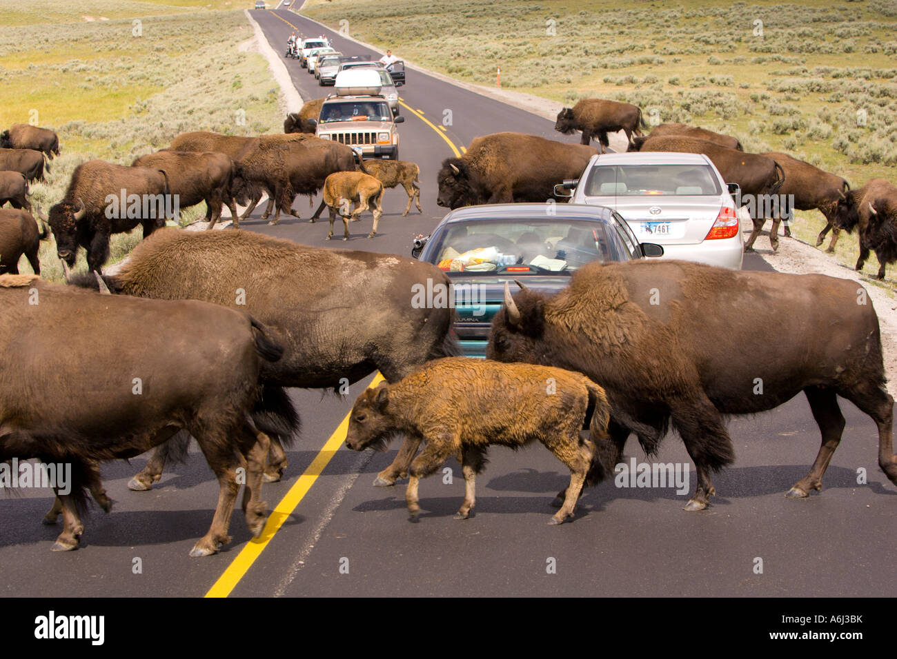 Traffic stops for animals hi-res stock photography and images - Alamy