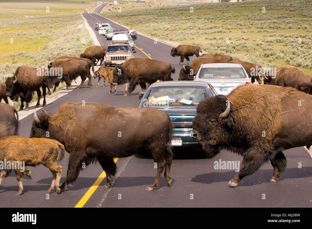 Bison Herd