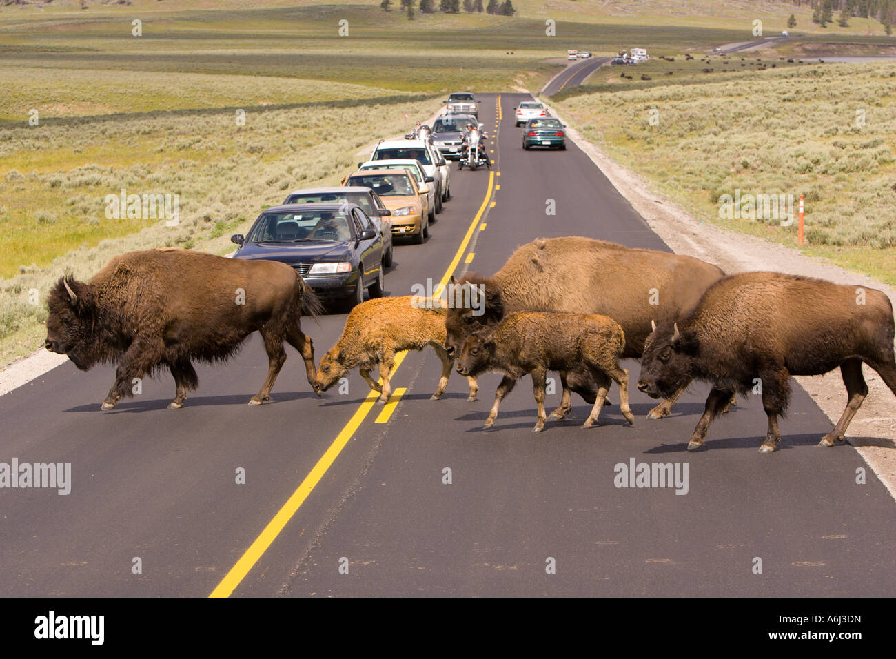 Traffic stops for animals hi-res stock photography and images - Alamy