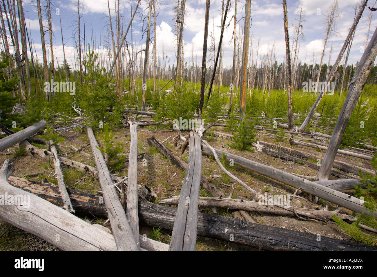 Landscape Regrowth Yellowstone National Park High Resolution Stock ...