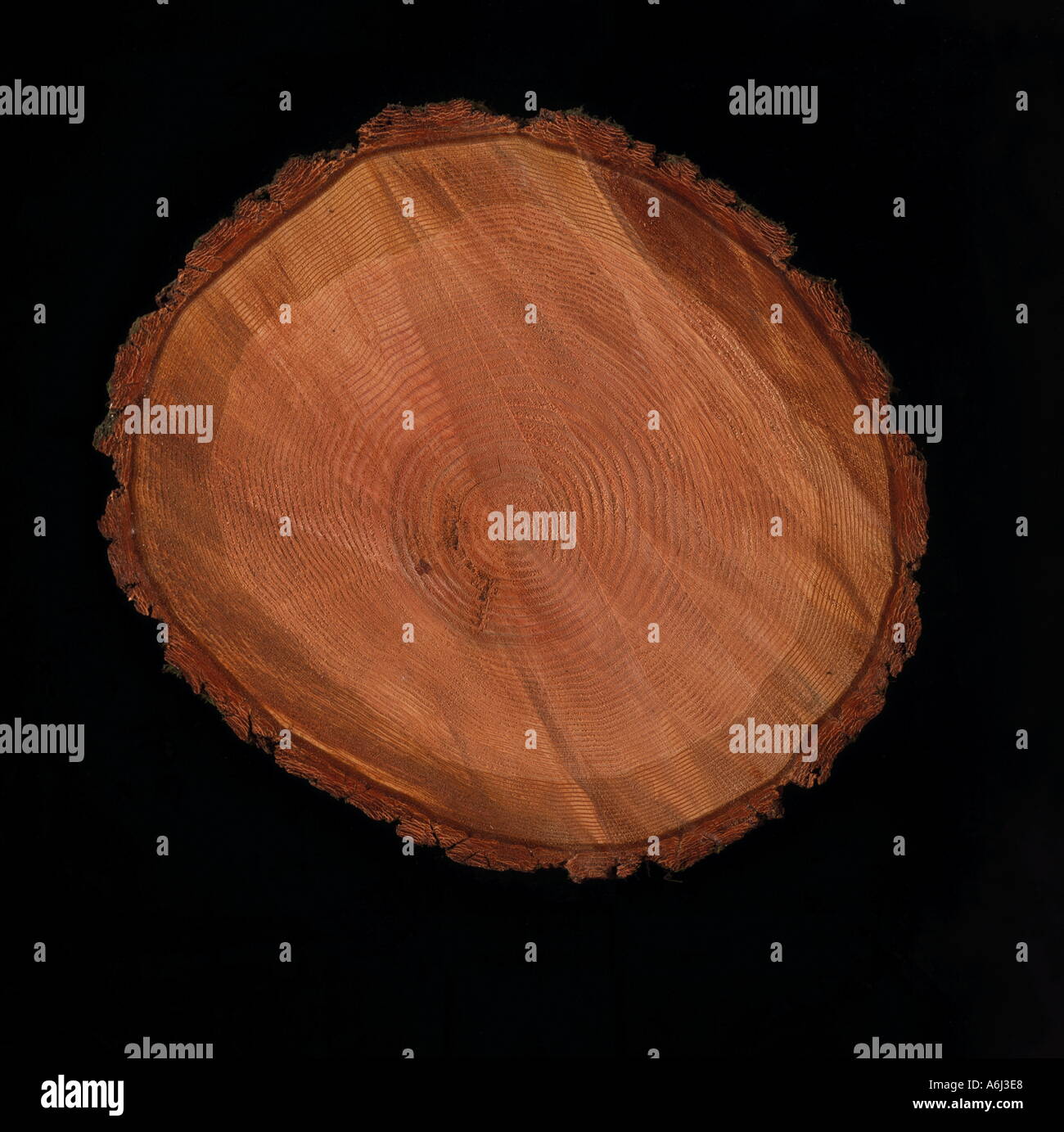 Cross Section of Tree Stock Photo - Alamy