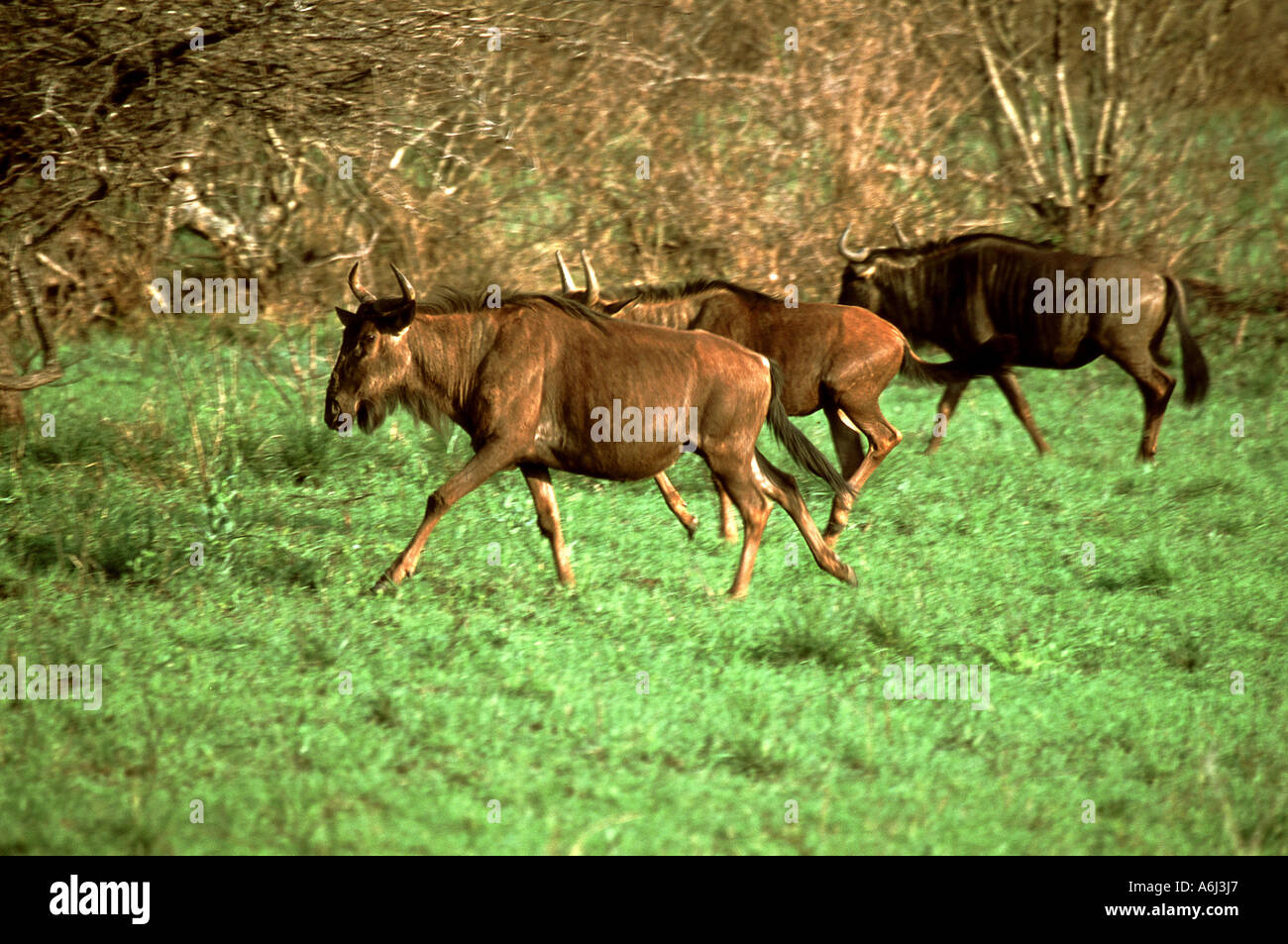 Nature park parcs nationaux hi-res stock photography and images - Alamy