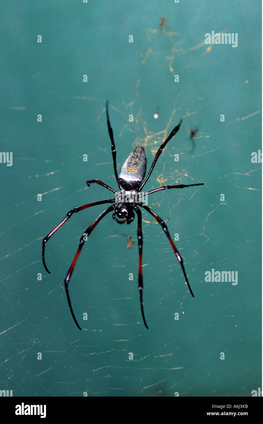 South Africa Spider Stock Photo - Alamy