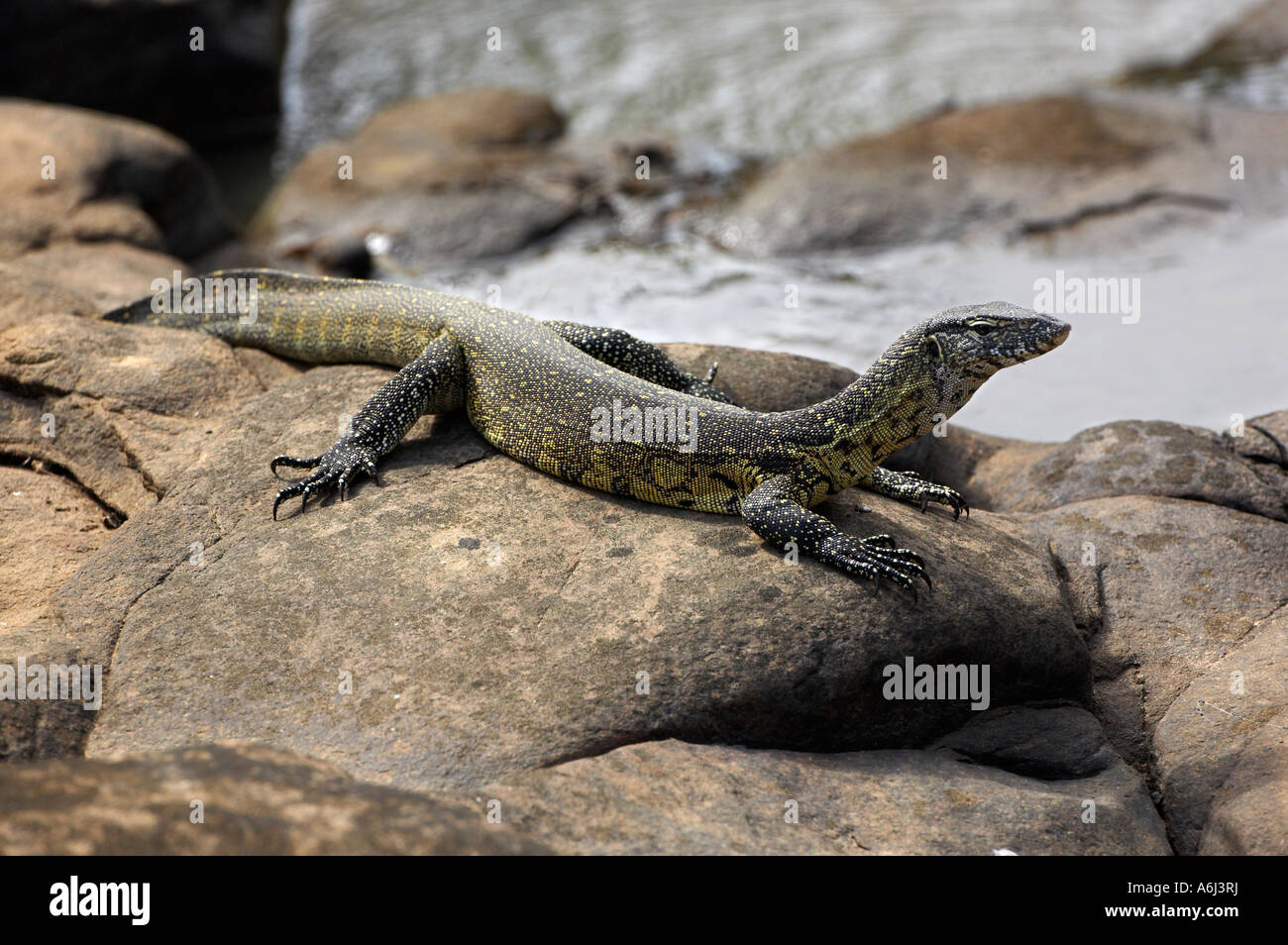 Nile or Water Monitor (Varanus niloticus Stock Photo - Alamy