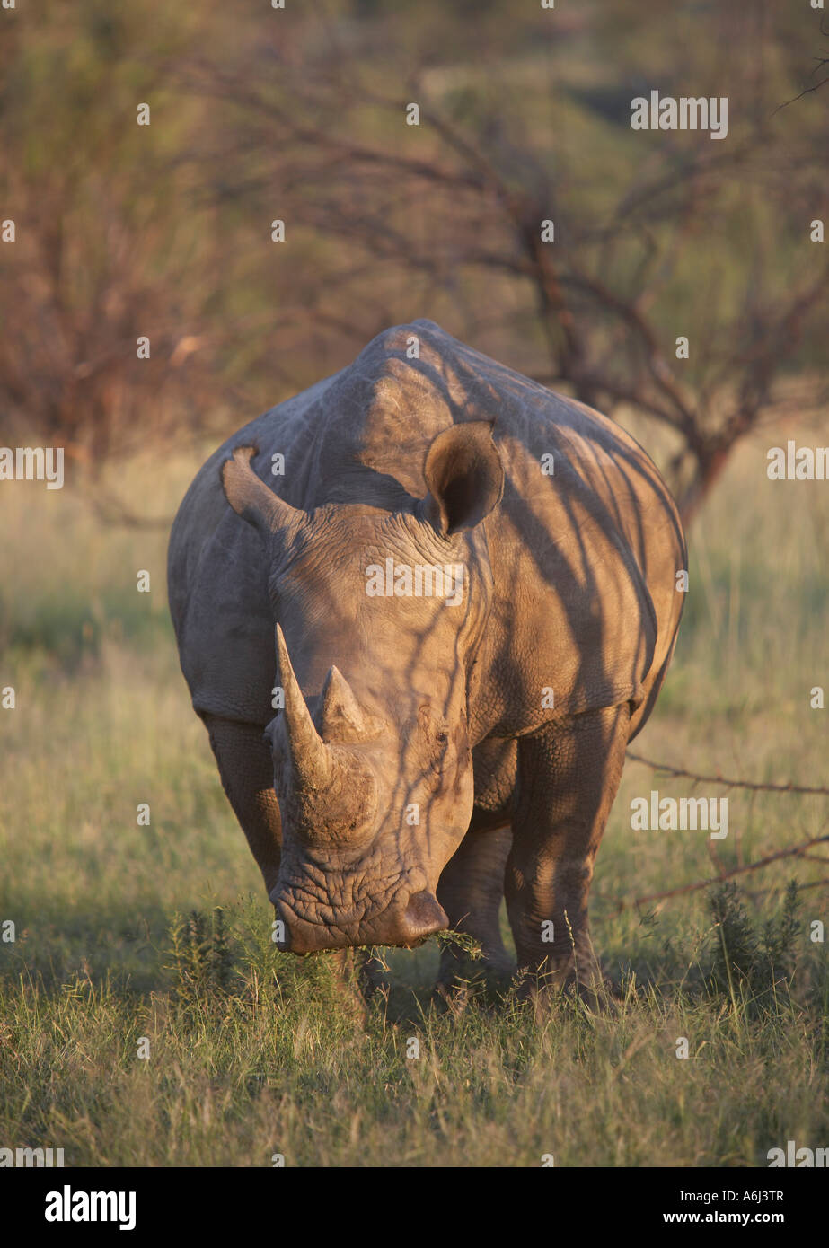 Wide mouthed rhinoceros hi-res stock photography and images - Alamy