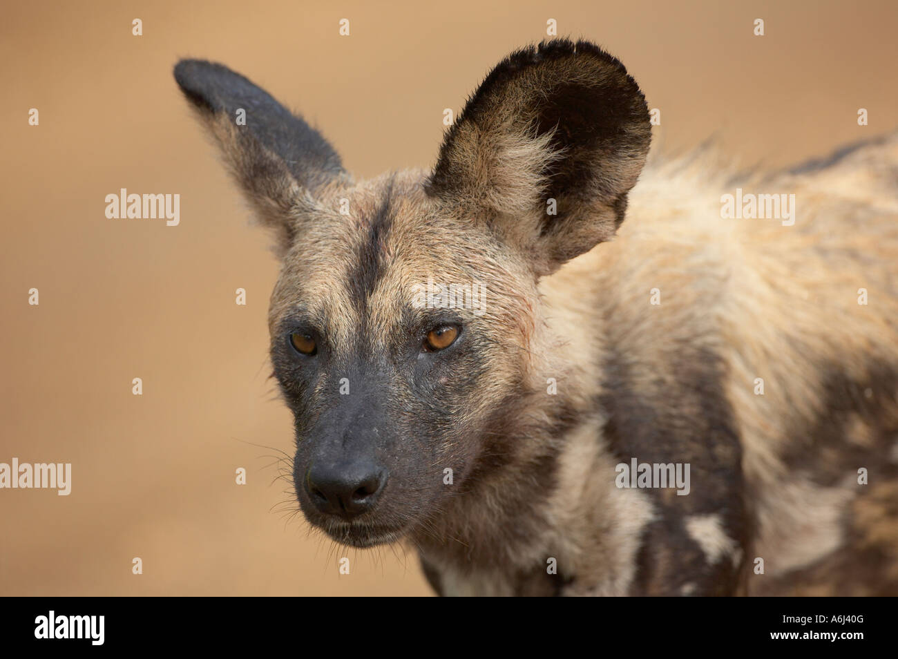 African Wild Dog (Lycaon pictus Stock Photo - Alamy