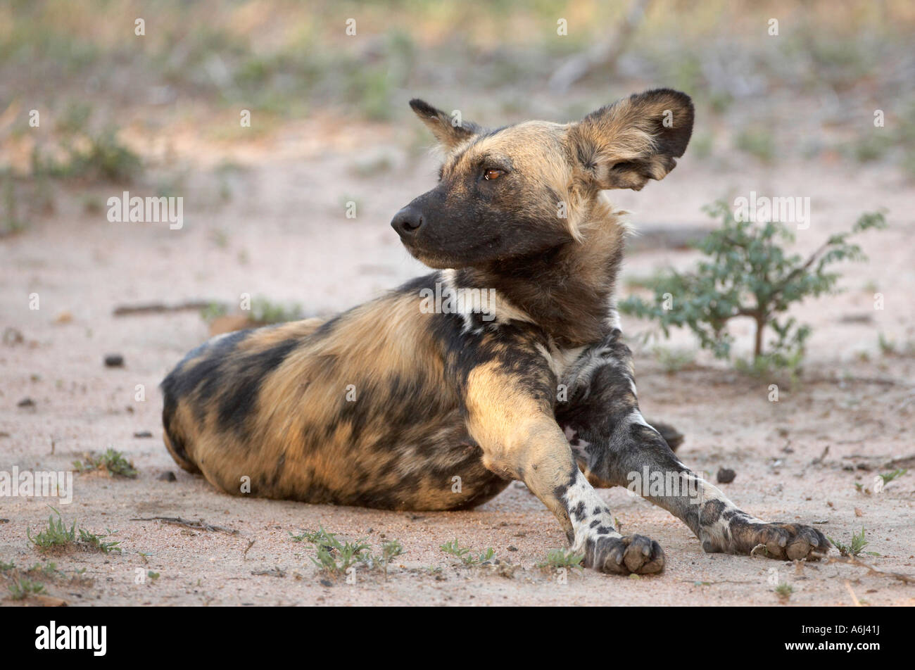 African Wild Dog (Lycaon pictus Stock Photo - Alamy