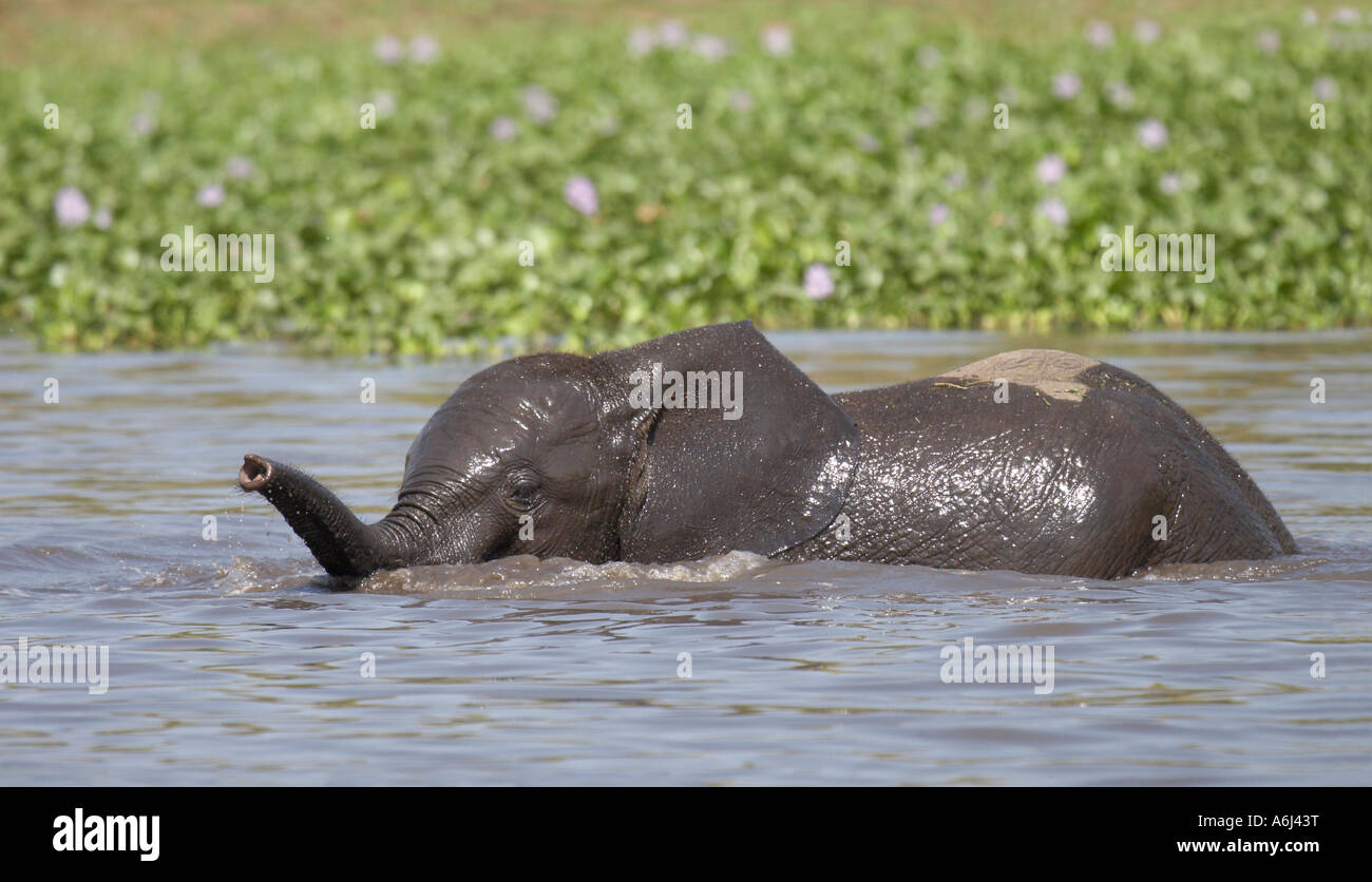 Young African Elephant (Loxodonta africana) crossing a river using its ...