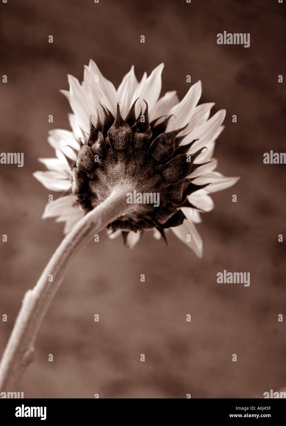 Sunflower From Behind Stock Photo - Alamy