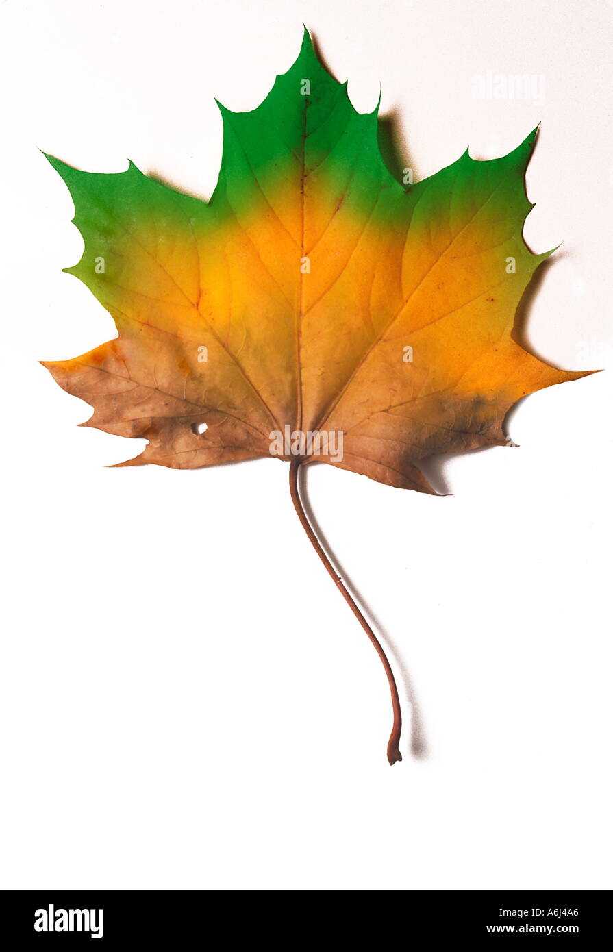 Multi Colored Autumn Leaf Stock Photo - Alamy