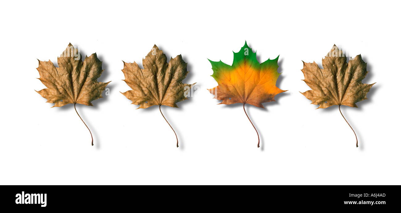 Autumn Leaves in a Row Stock Photo - Alamy