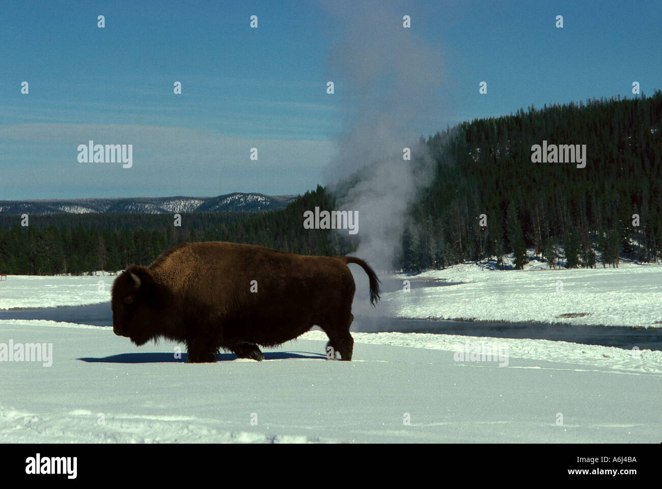 Buffalo and Snow Stock Photo - Alamy