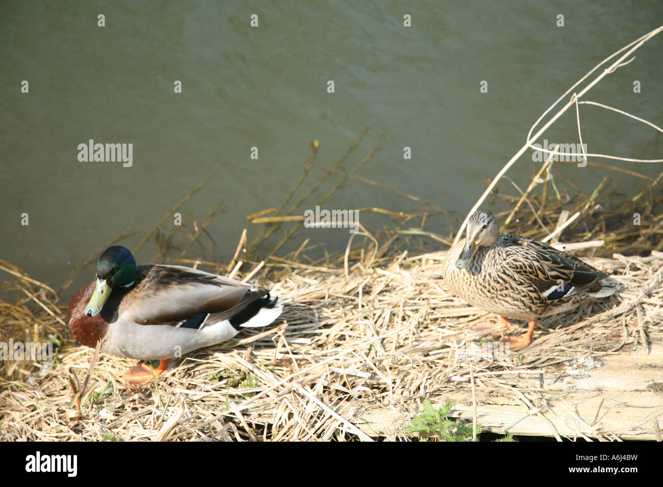 Mallard duck couple Stock Photo - Alamy