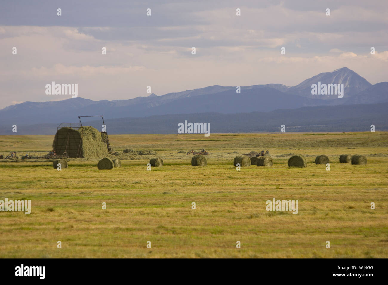 WISDOM MONTANA USA Huge mound of hay from hay slide during harvest in ...