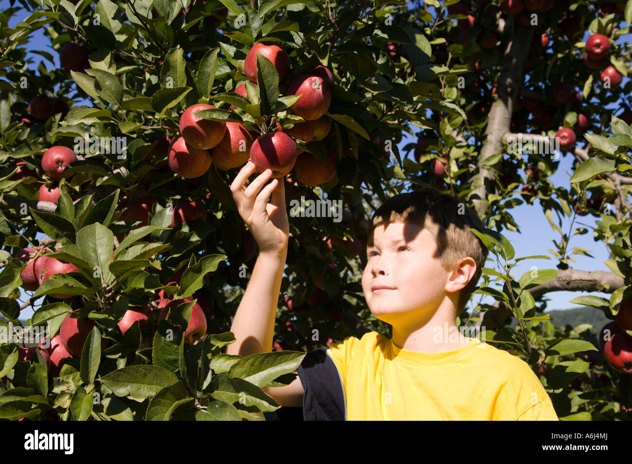 MARKHAM VIRGINIA USA Ten year old boy in apple tree orchard with ripe ...