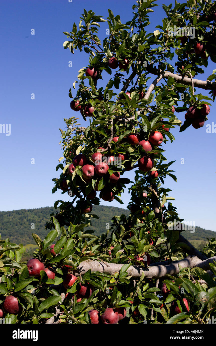 Apple orchards virginia hi-res stock photography and images - Alamy