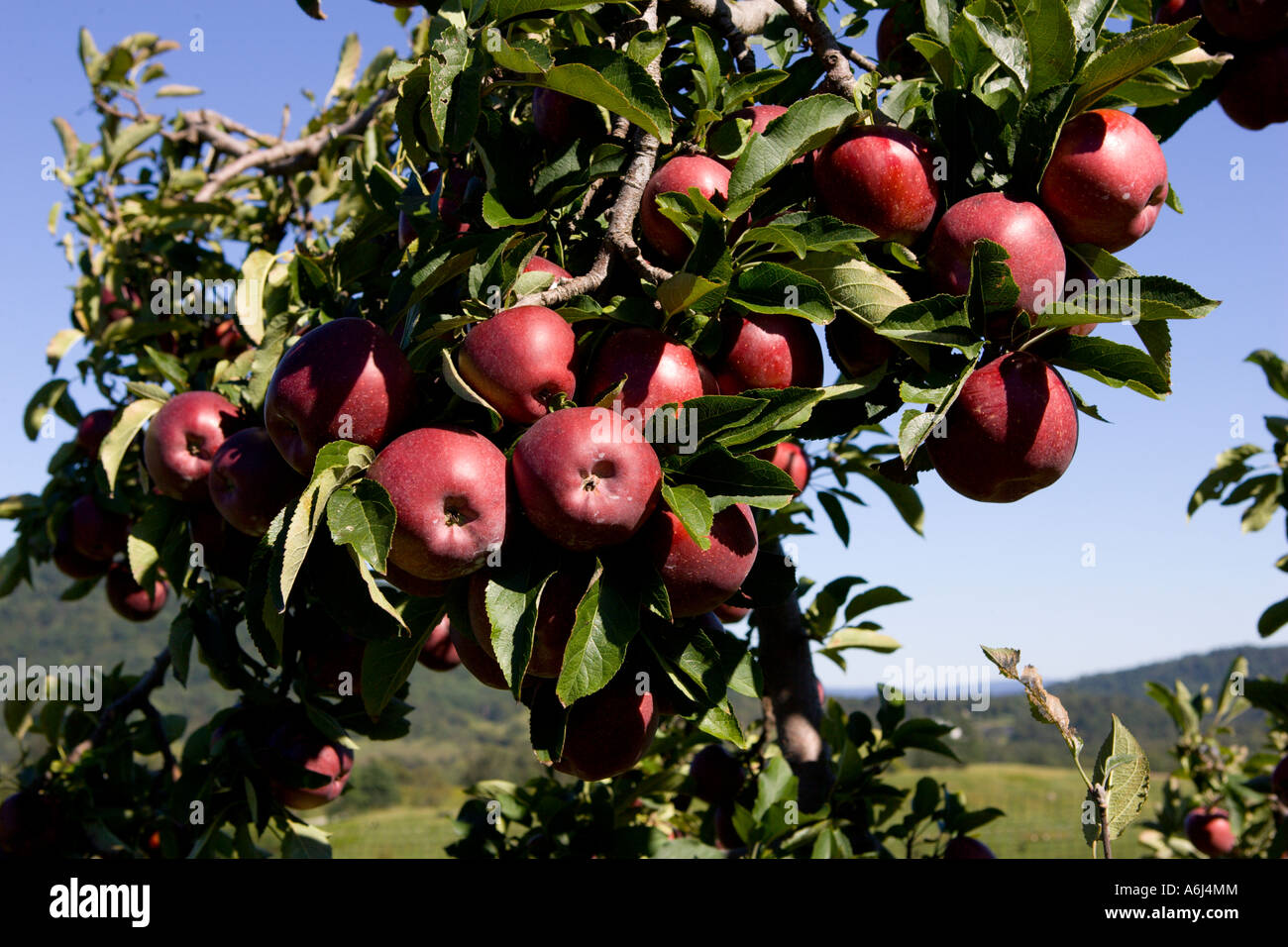 MARKHAM VIRGINIA USA apple tree orchard with ripe fruit Stock Photo - Alamy