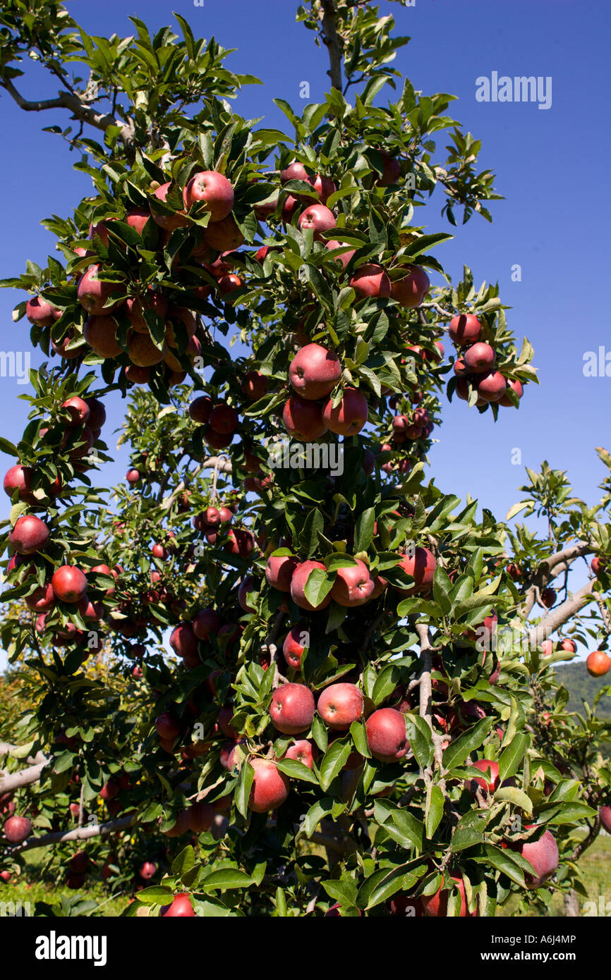 MARKHAM VIRGINIA USA apple tree orchard with ripe fruit Stock Photo - Alamy
