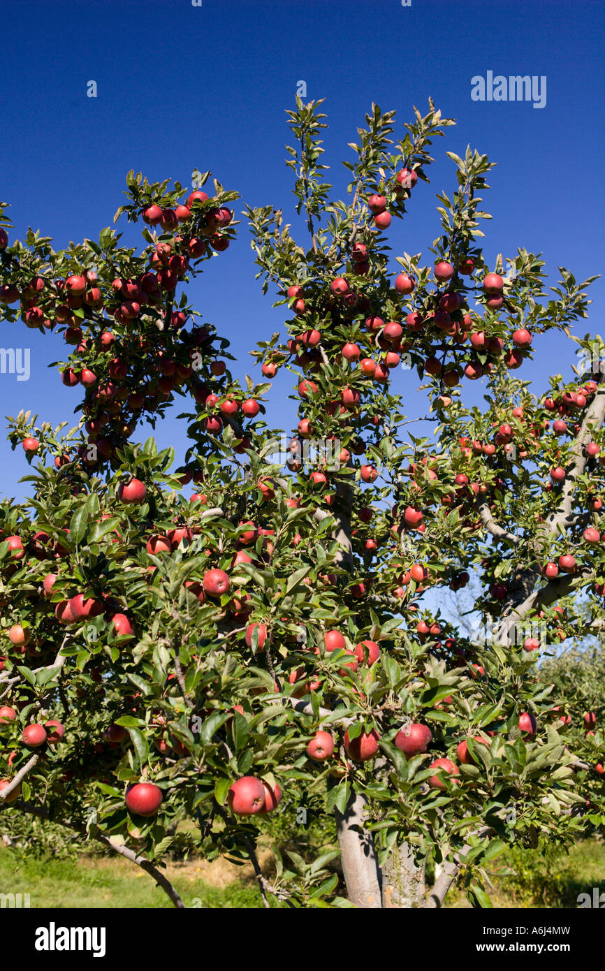 MARKHAM VIRGINIA USA apple tree orchard with ripe fruit Stock Photo - Alamy