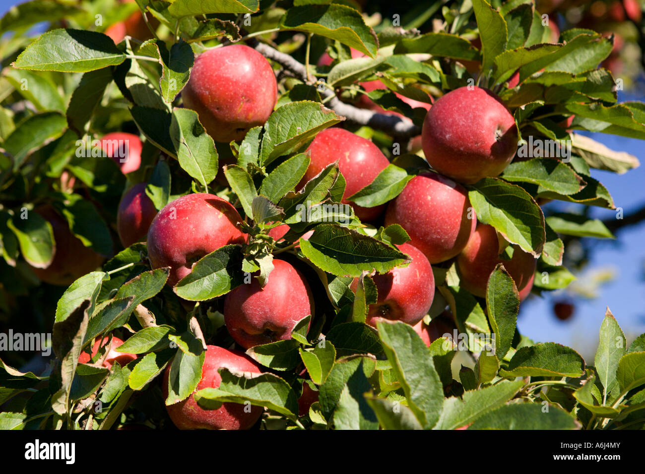 MARKHAM VIRGINIA USA apple tree orchard with ripe fruit Stock Photo - Alamy