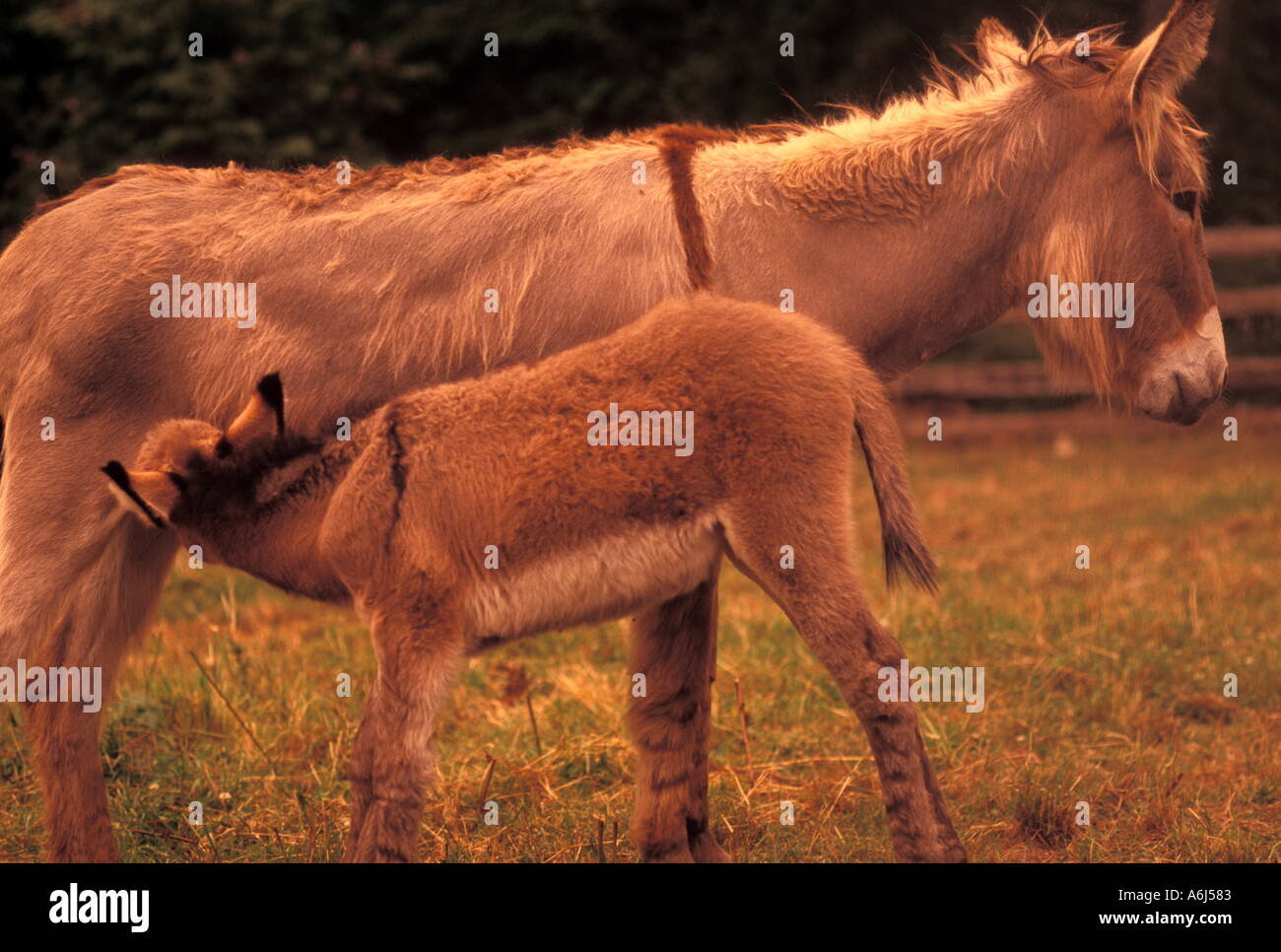 Mother Donkey Feeding a Baby Donkey Stock Photo - Alamy