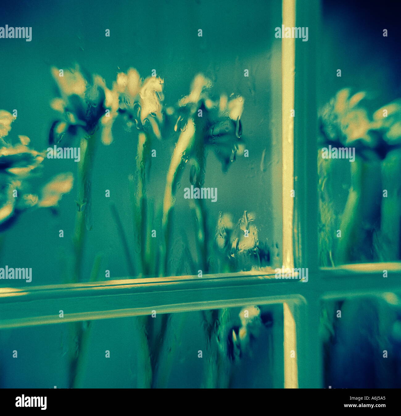 Irises Seen Through a Rainy Window Stock Photo - Alamy