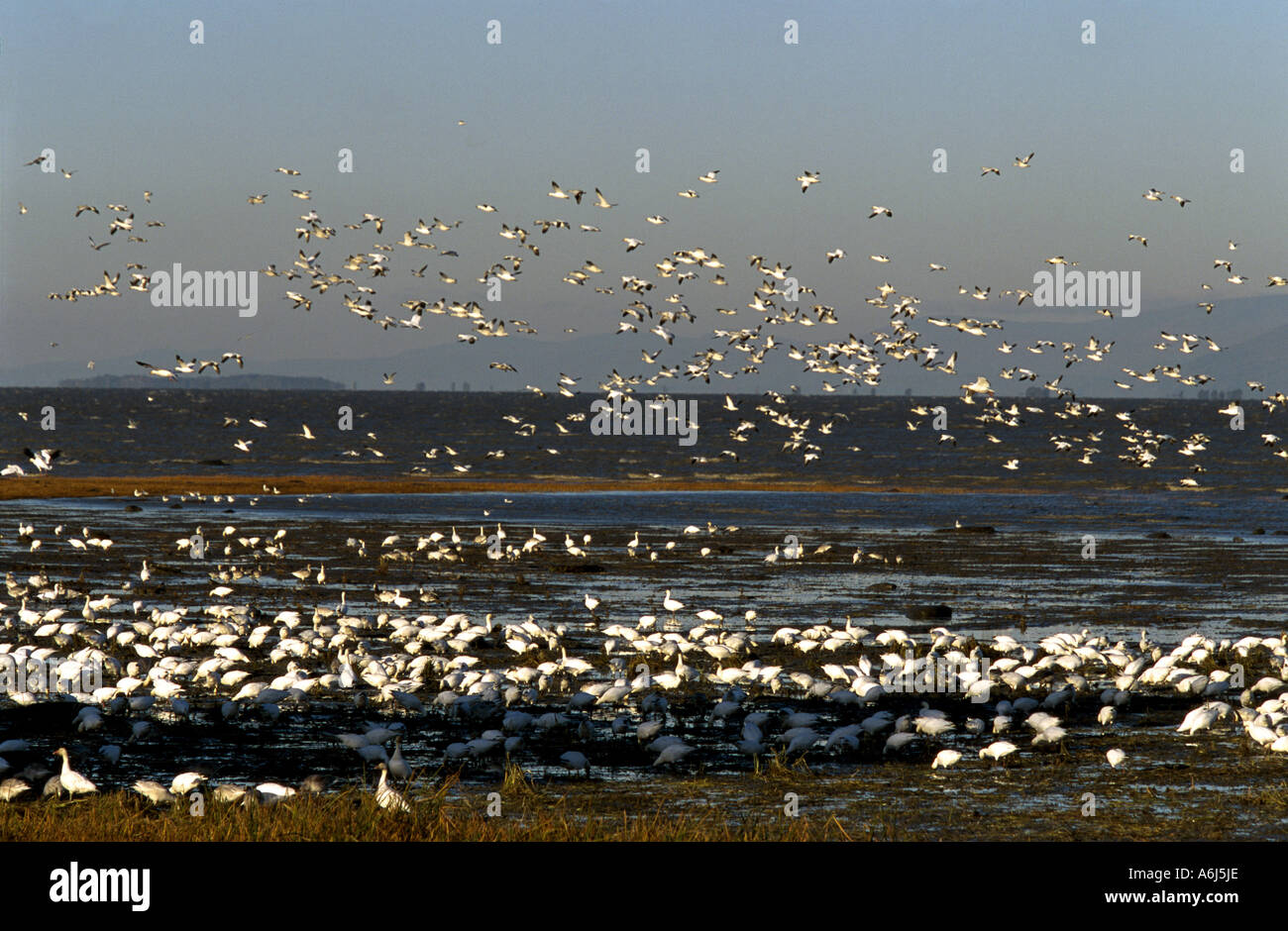 Canada Quebec Bird Stock Photo - Alamy