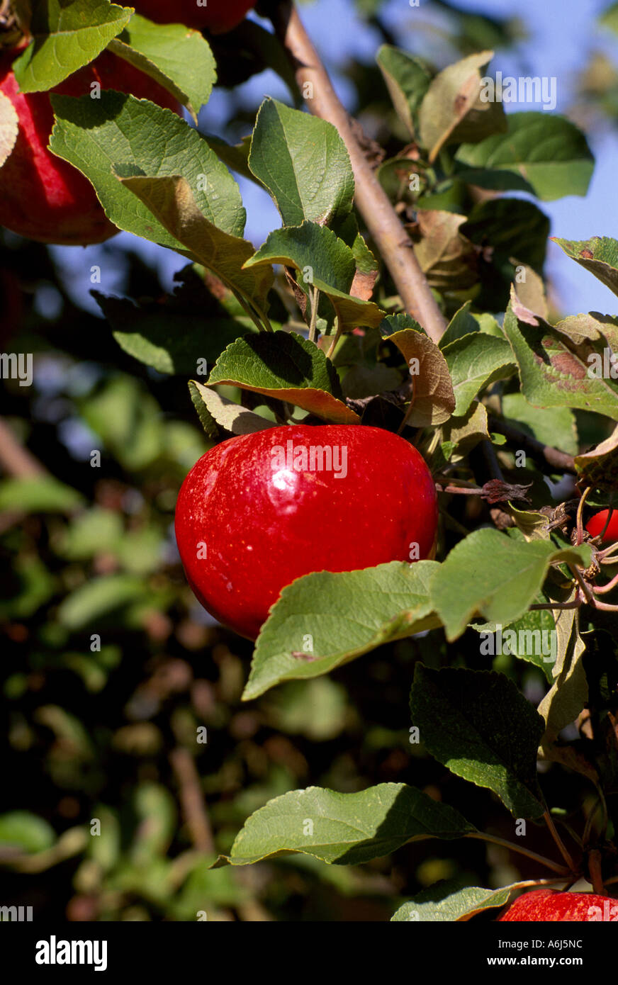Geographie red hi-res stock photography and images - Alamy