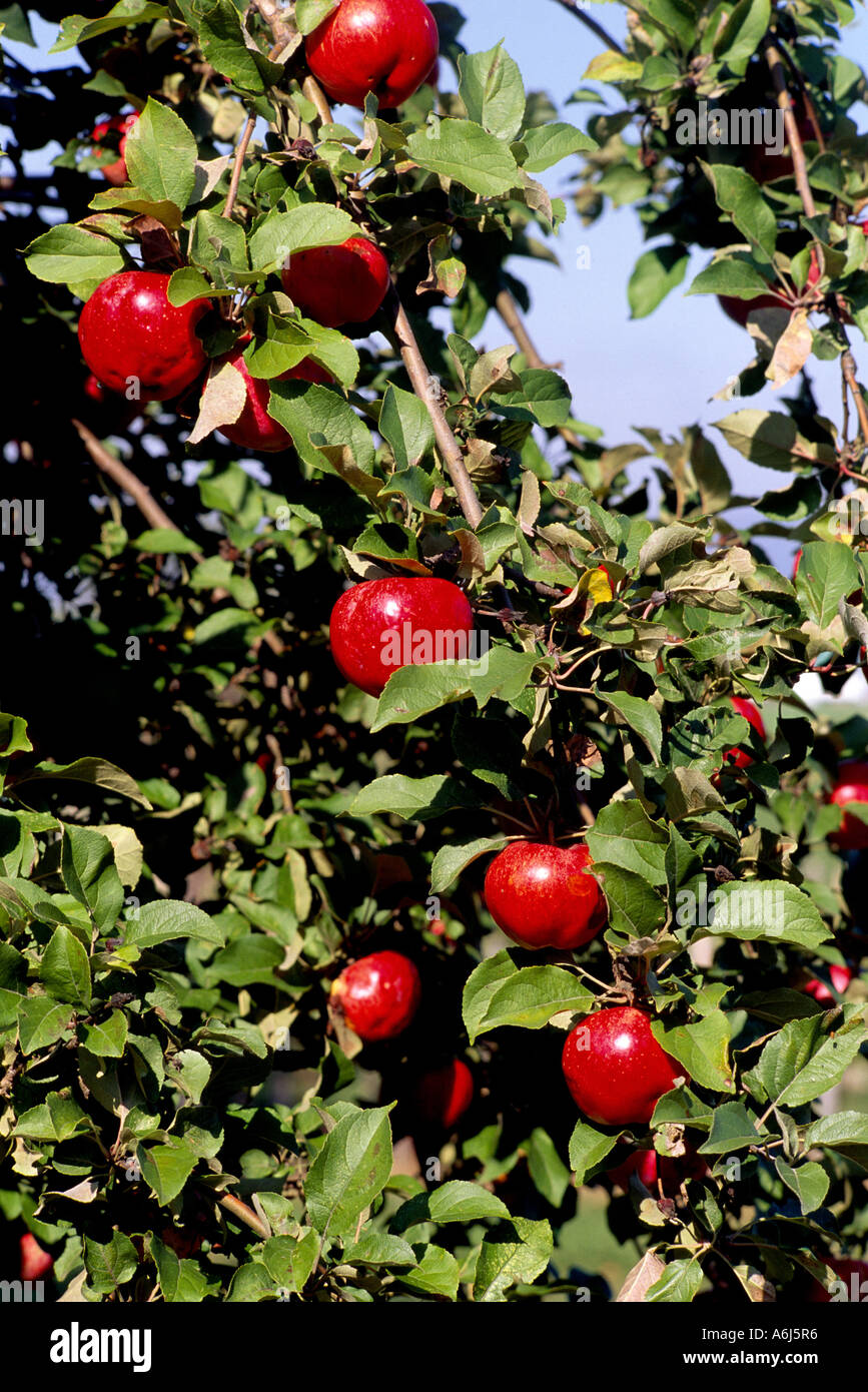 Geographie red hi-res stock photography and images - Alamy