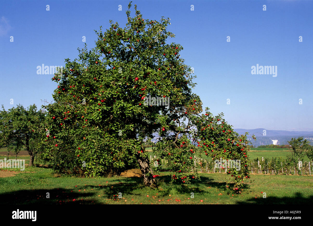 Pommier apple tree hi-res stock photography and images - Alamy