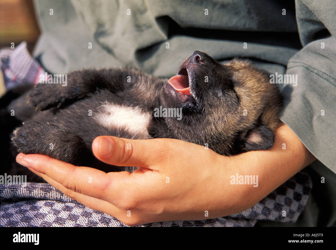 Hand cub hi-res stock photography and images - Alamy
