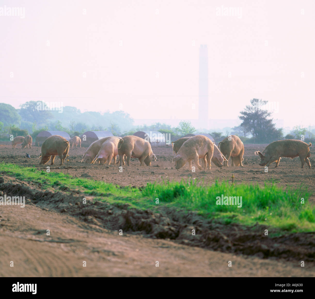 Landrace pigs hi-res stock photography and images - Alamy