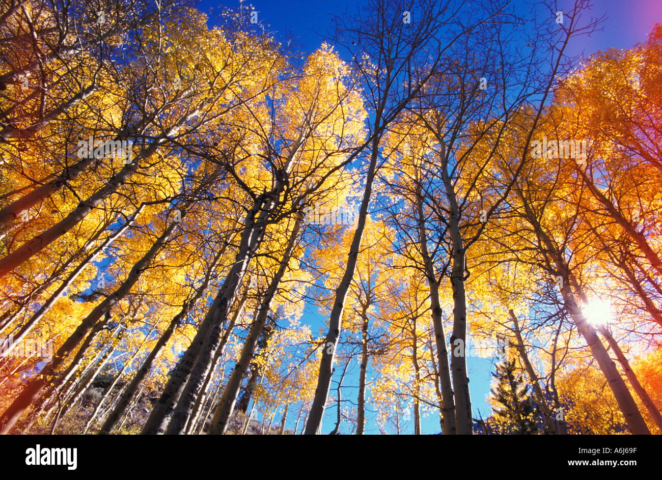 Tall Aspen Trees Stock Photo - Alamy