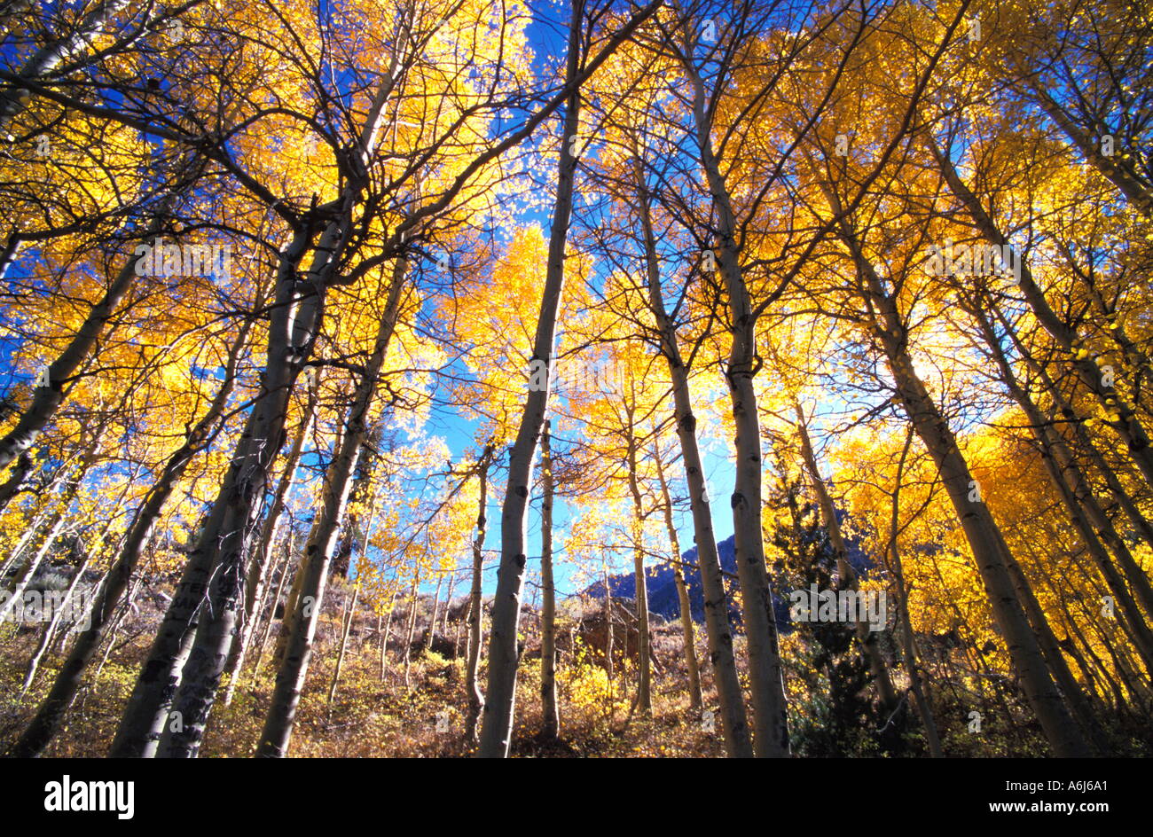 Tall Aspen Trees Stock Photo - Alamy