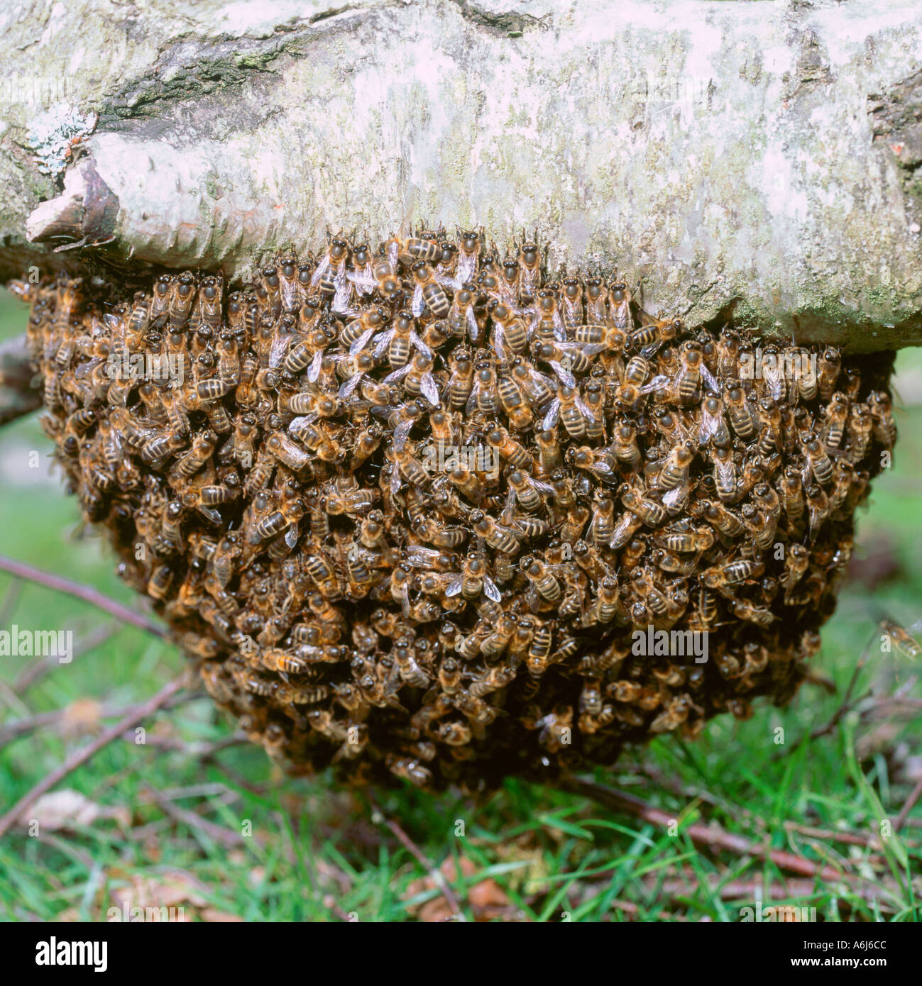 Honeybee swarm clustered below Birch log whilst other scout worker bees ...