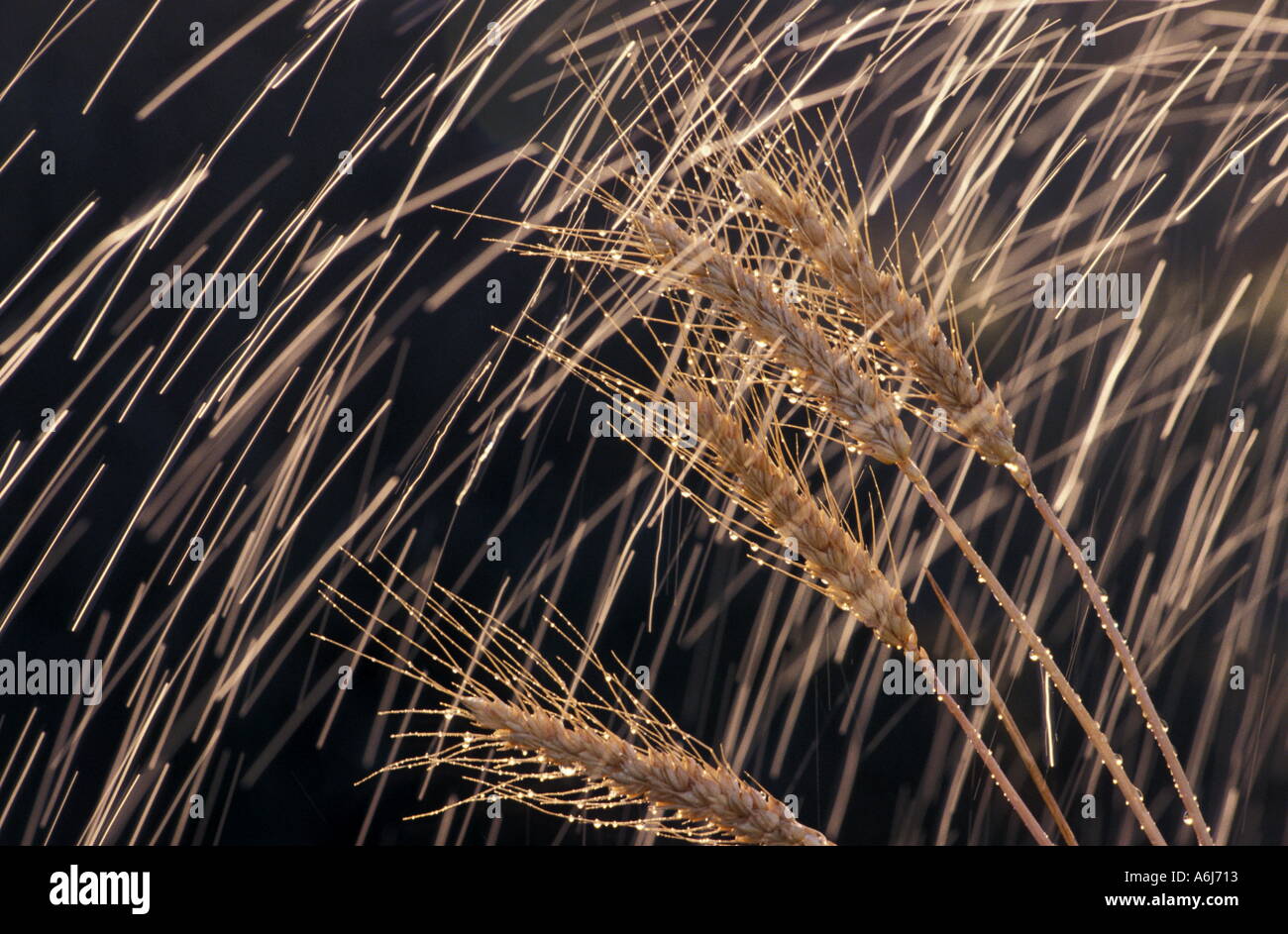 Rain Falling on Wheat Stock Photo - Alamy