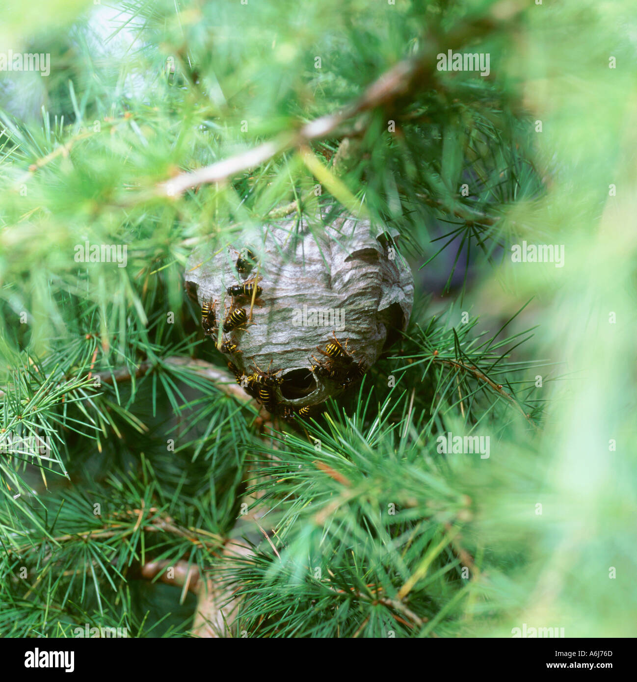 Euro Wasp Nest Stock Photo - Alamy