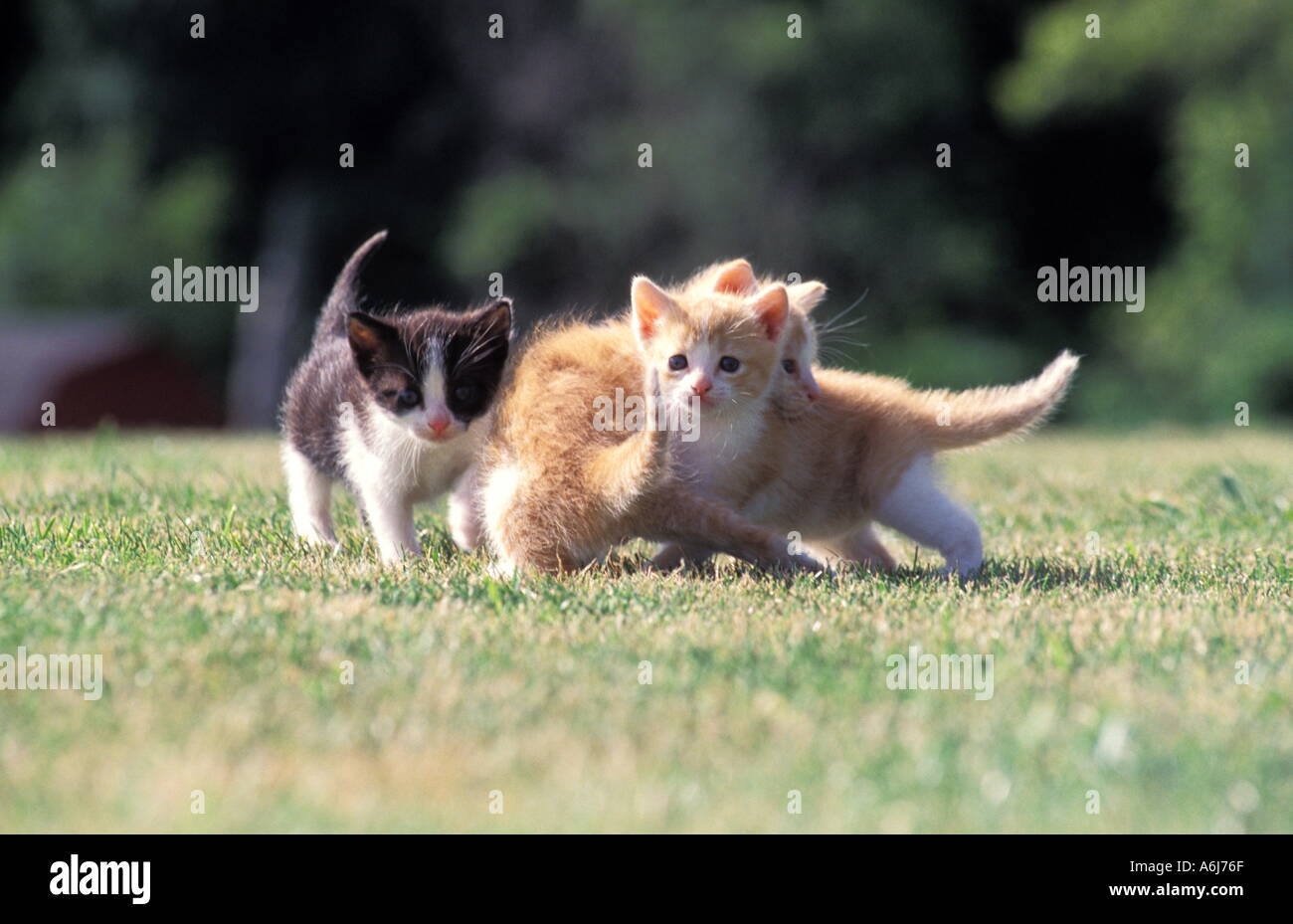Tiny Kittens Playing Stock Photo - Alamy