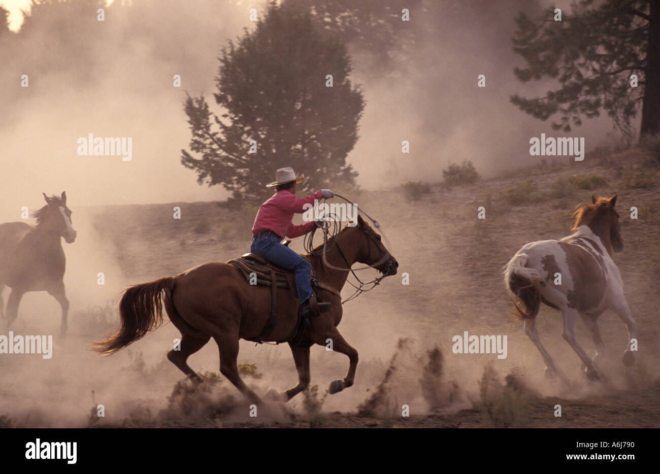 Cowboy Roping a Horse Stock Photo - Alamy
