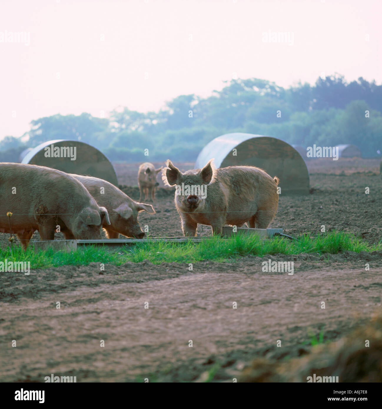 Landrace pig hi-res stock photography and images - Alamy