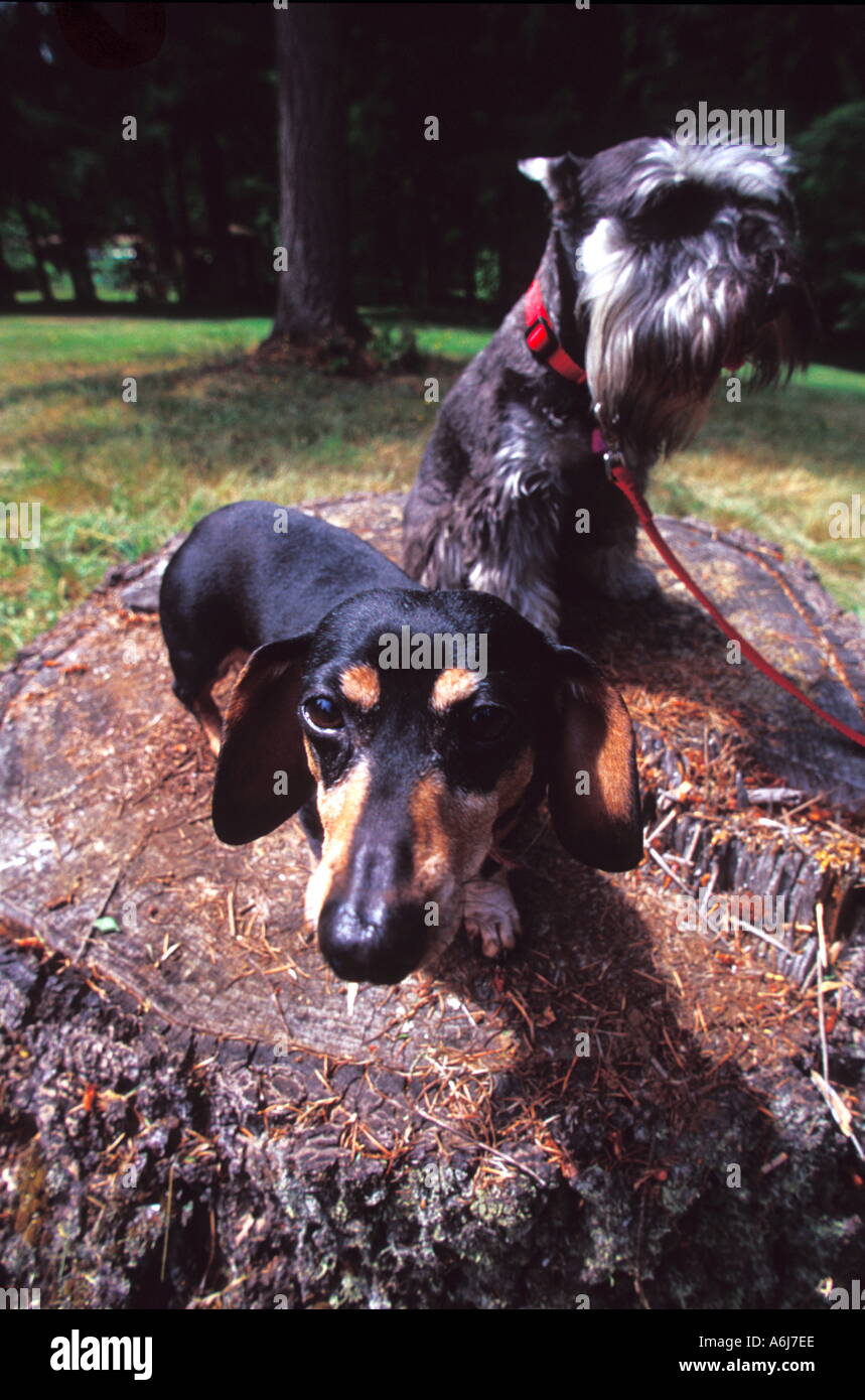 Little Dogs Sitting on a Tree Stump Stock Photo - Alamy