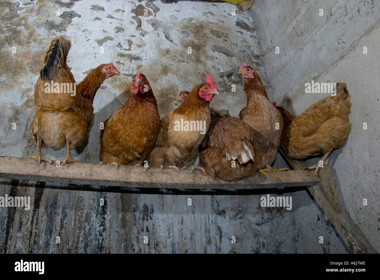 Six hens sitting in a row inside a chicken coop Stock Photo - Alamy